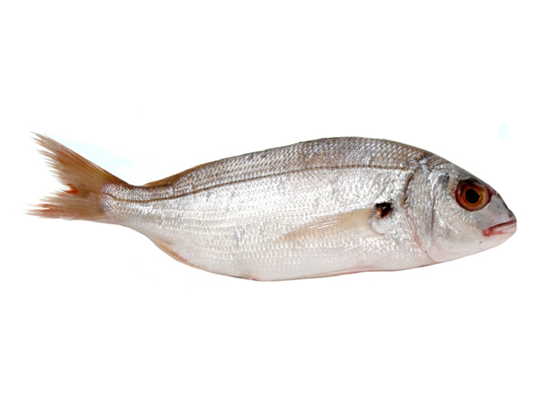 Besugo – Doca Peixe – Comércio e Distribuição de Peixe Fresco