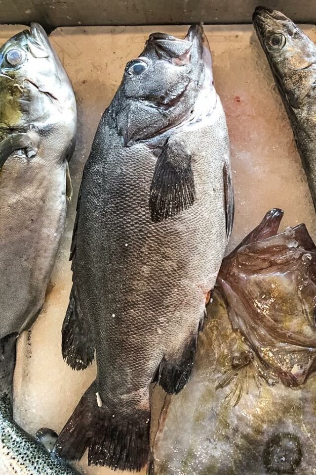 Cherne legítimo – Doca Peixe – Comércio e Distribuição de Peixe Fresco