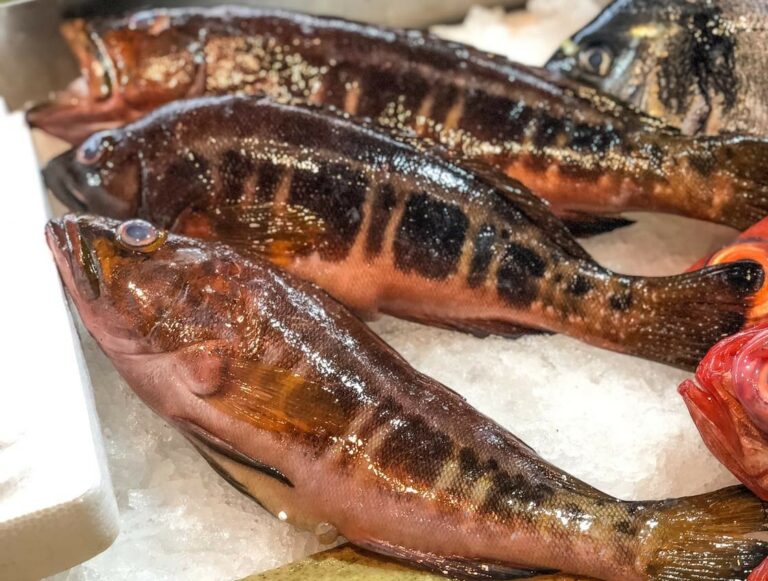 Garoupa dos Açores – Doca Peixe – Comércio e Distribuição de Peixe Fresco