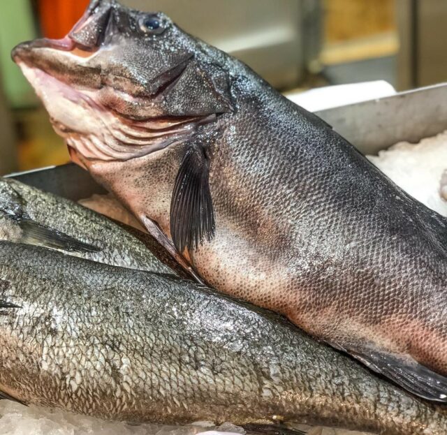 Cherne legítimo – Doca Peixe – Comércio e Distribuição de Peixe Fresco