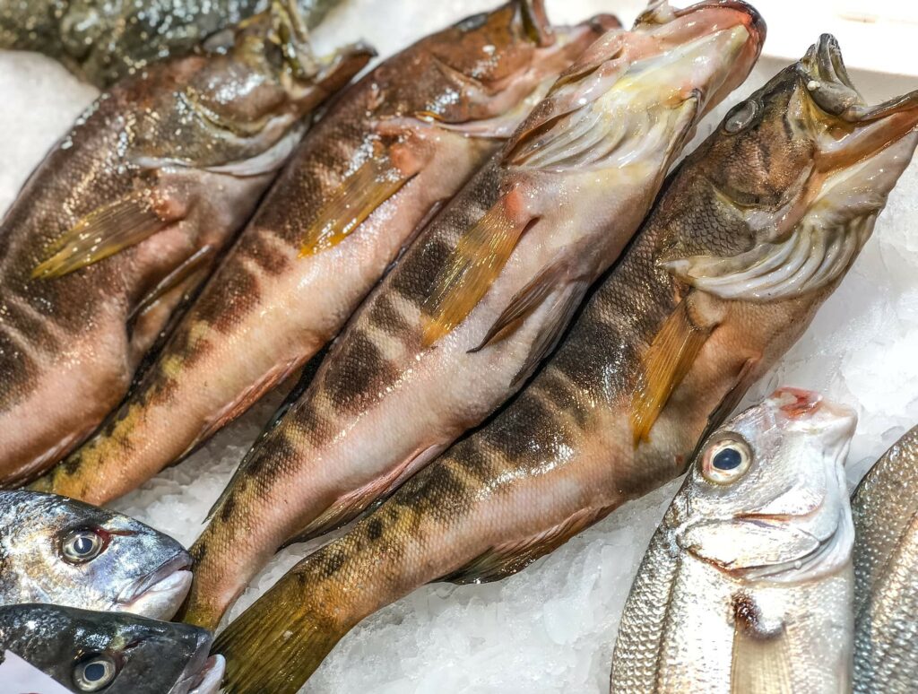 Garoupa dos Açores – Doca Peixe – Comércio e Distribuição de Peixe Fresco