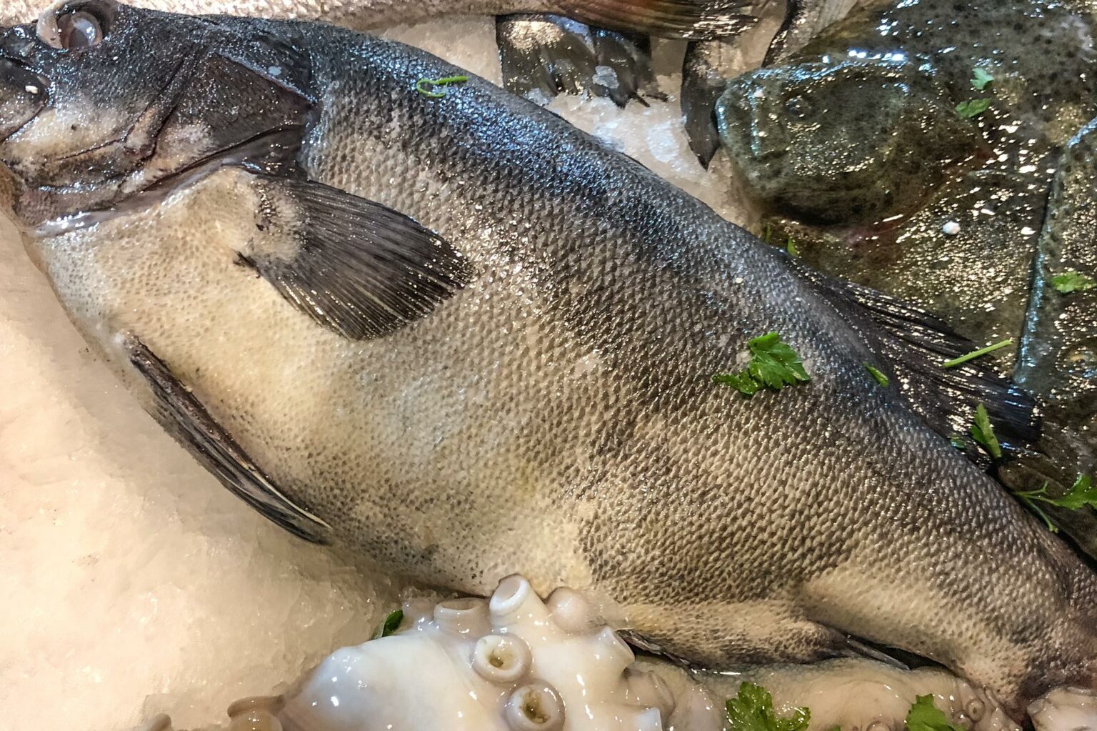 Cherne legítimo – Doca Peixe – Comércio e Distribuição de Peixe Fresco