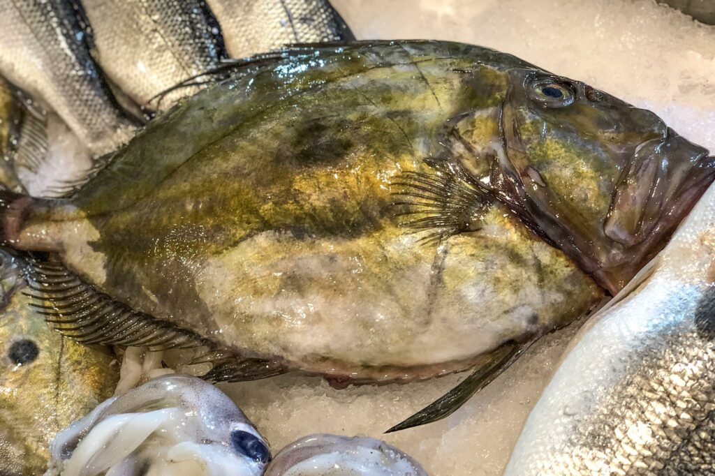 Peixe Galo – Doca Peixe – Comércio e Distribuição de Peixe Fresco