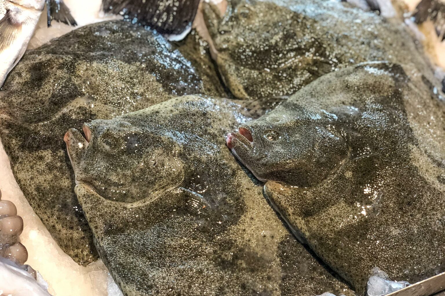 Pregado Aquacultura – Doca Peixe – Comércio e Distribuição de Peixe Fresco